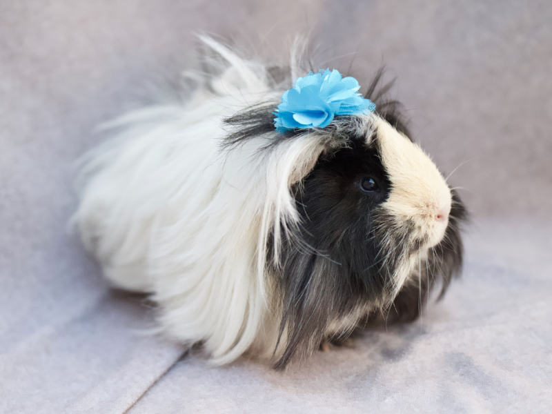 Santa Cruz County Animal Shelter – Helping Santa Cruz County animals in ...